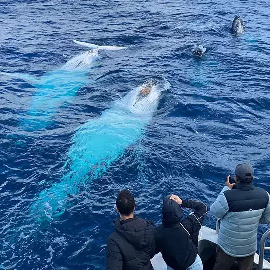 Daily Whale Watching in Busselton | Naturaliste Charters