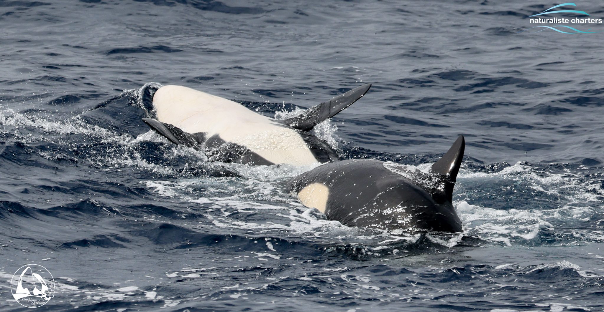 Whale Facts: How can Whales Communicate ? | Naturaliste Charters