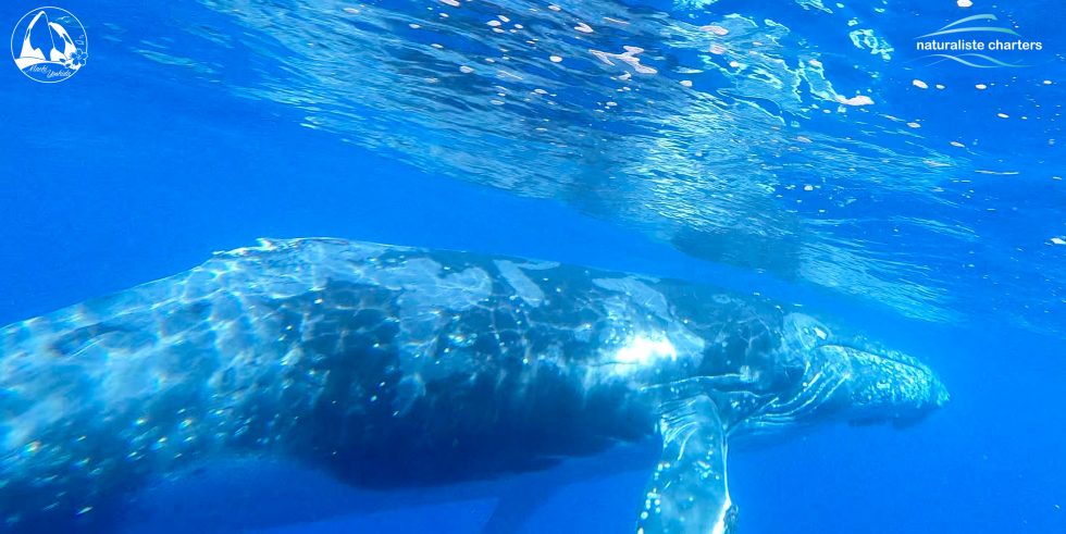 How Deep can Whales Dive? - Naturaliste Charters