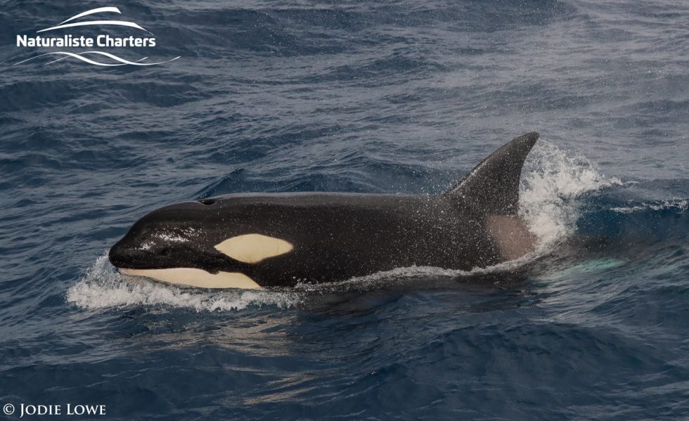 Why Do Whales Beach Themselves? - Naturaliste Charters