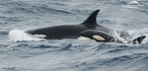 The Life of an Orca: The Killer Whale - From Birth to Adulthood