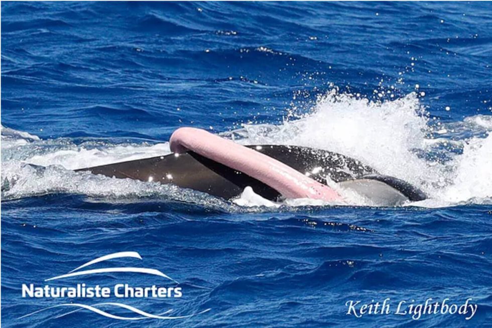 The Life of an Orca: The Killer Whale - From Birth to Adulthood