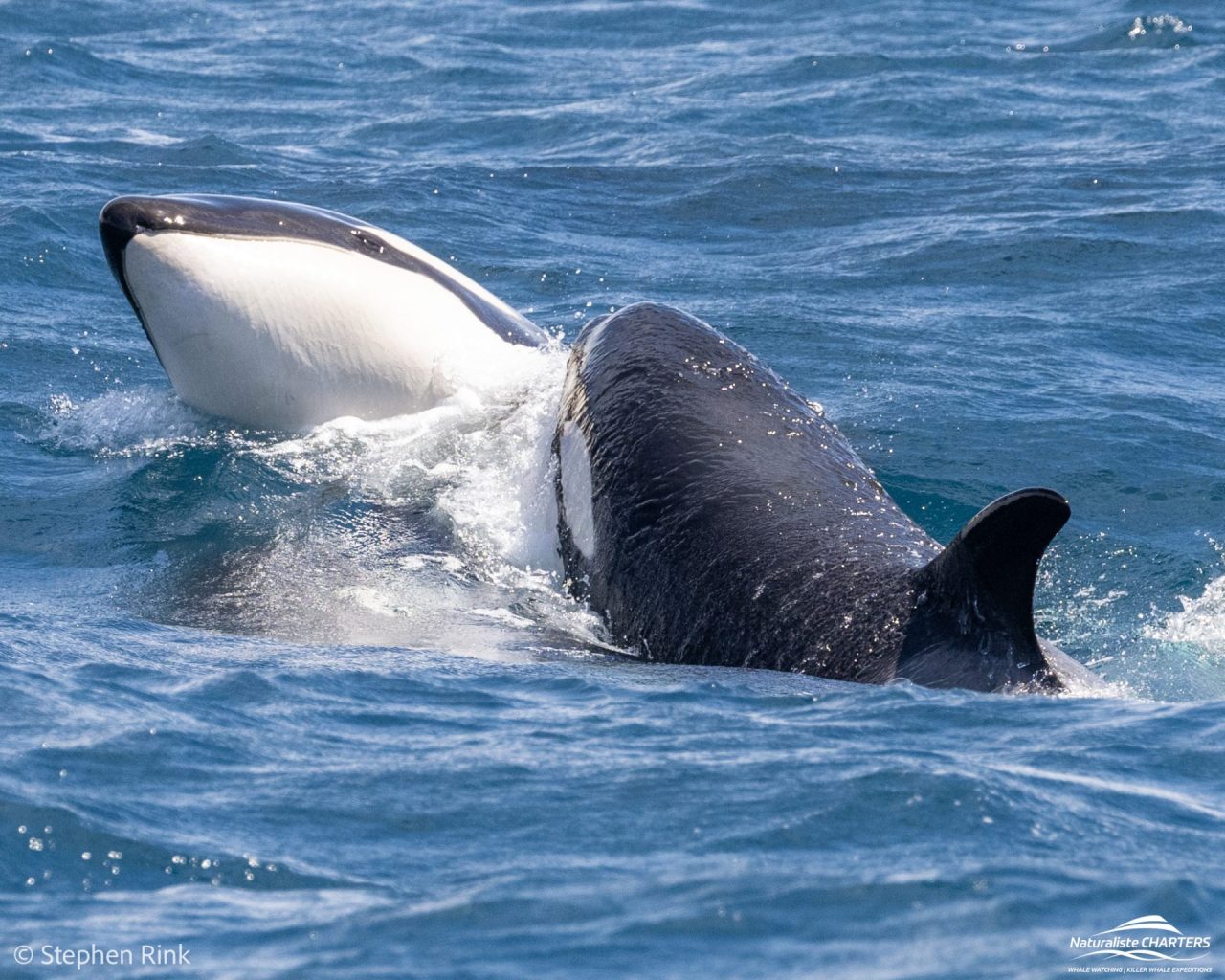 Orca Behaviour in their habitat