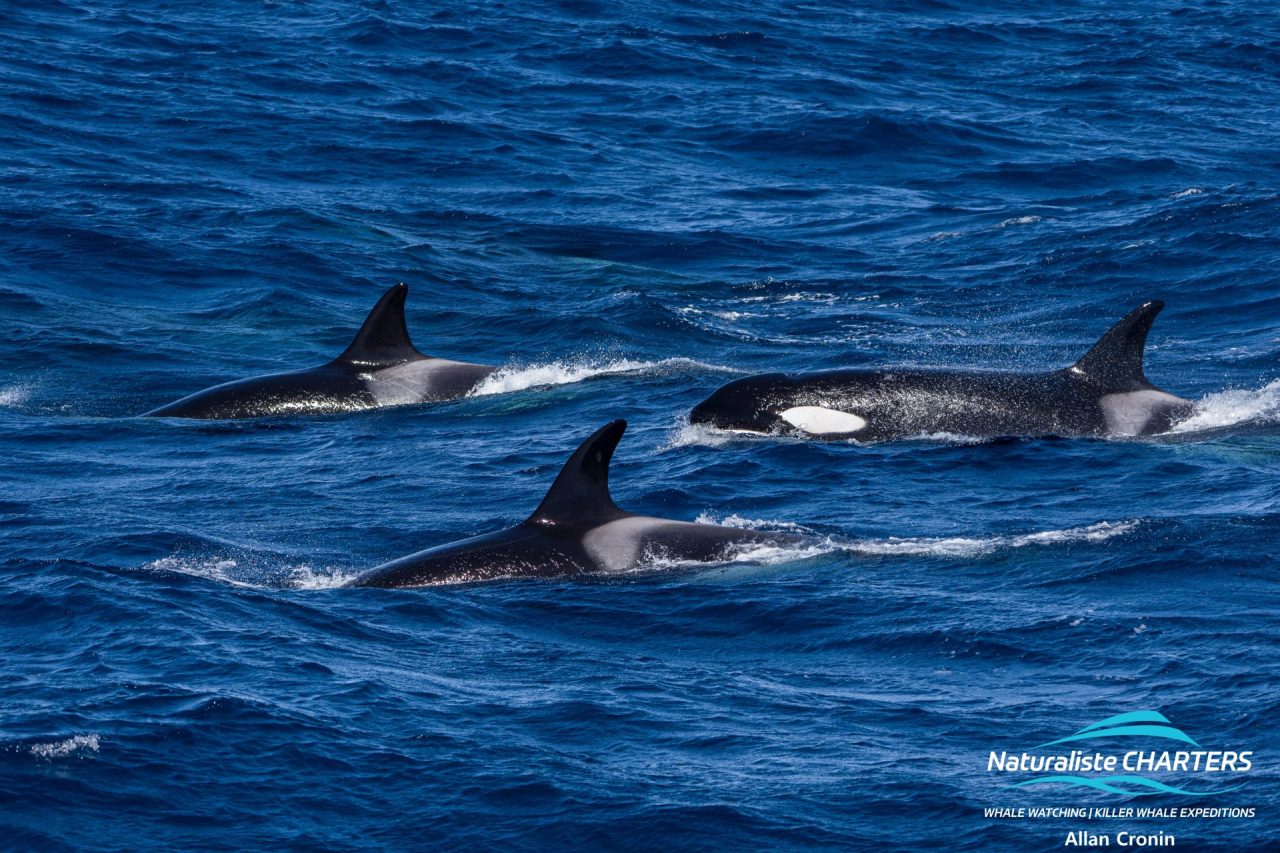 A Day with Orca: A spectacular Encounter with Naturaliste Charters