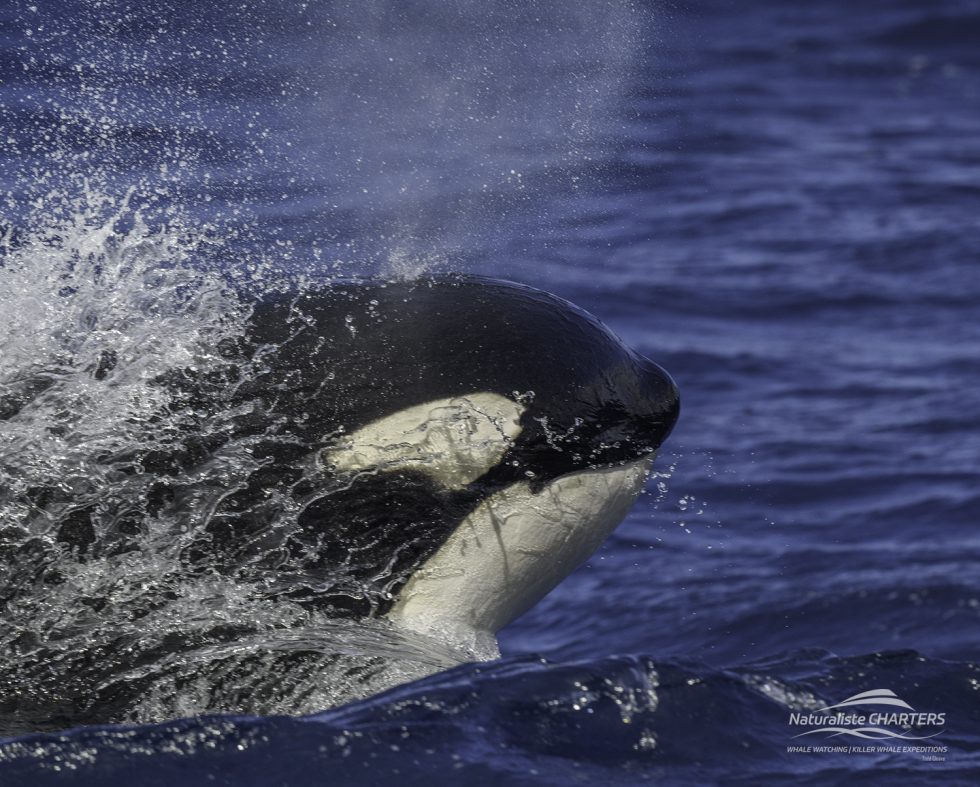 Orca Pods Return to Bremer Canyon