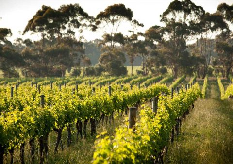 Top 5 best wineries in Margaret River