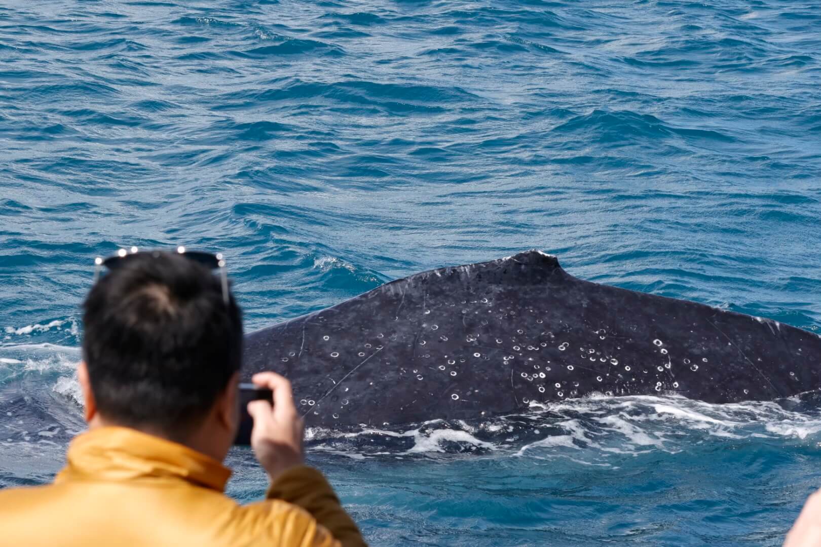 What Can You Do to Help the Endangered Blue Whales?